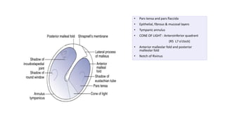 Anatomy of ear for UG.pptx