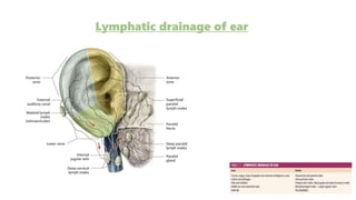 Anatomy of ear for UG.pptx