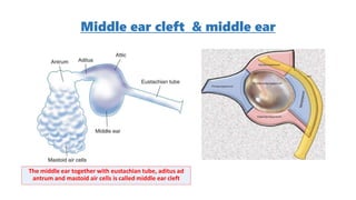 Anatomy of ear for UG.pptx