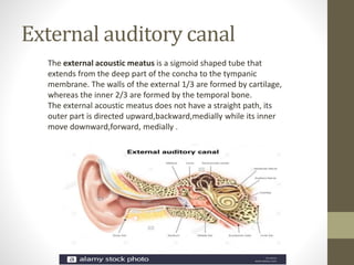 anatomy of ear nn.pptx