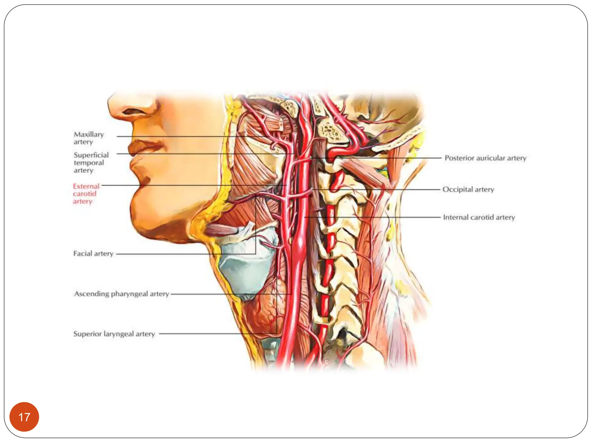 Anatomy of eca.pptx anatomy physiology and pharmacology | PPTX