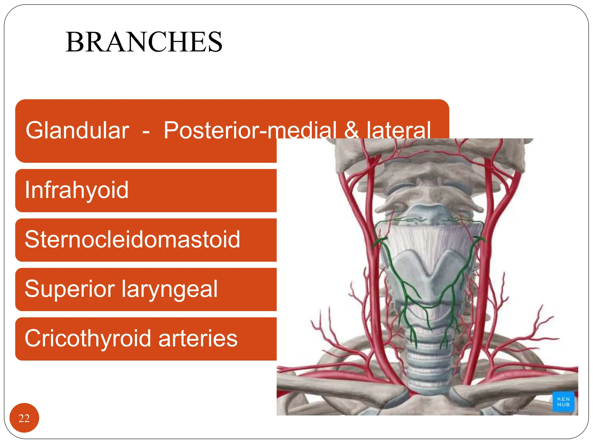 Anatomy of eca.pptx anatomy physiology and pharmacology | PPTX