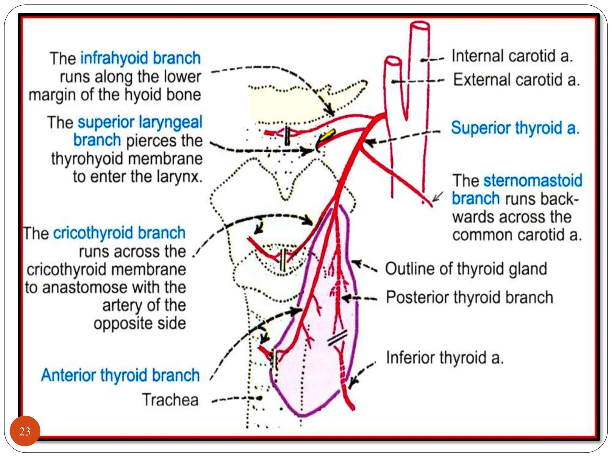 Anatomy of eca.pptx anatomy physiology and pharmacology | PPTX