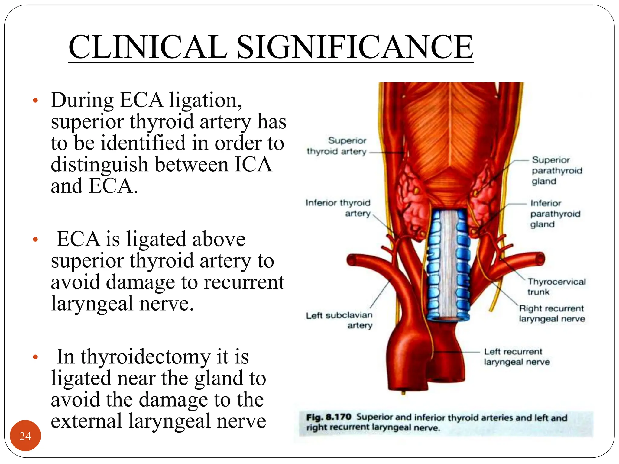 Anatomy of eca.pptx anatomy physiology and pharmacology | PPTX