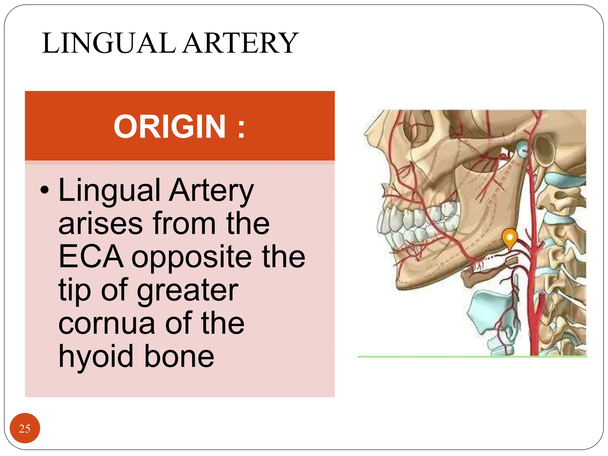 Anatomy of eca.pptx anatomy physiology and pharmacology | PPTX