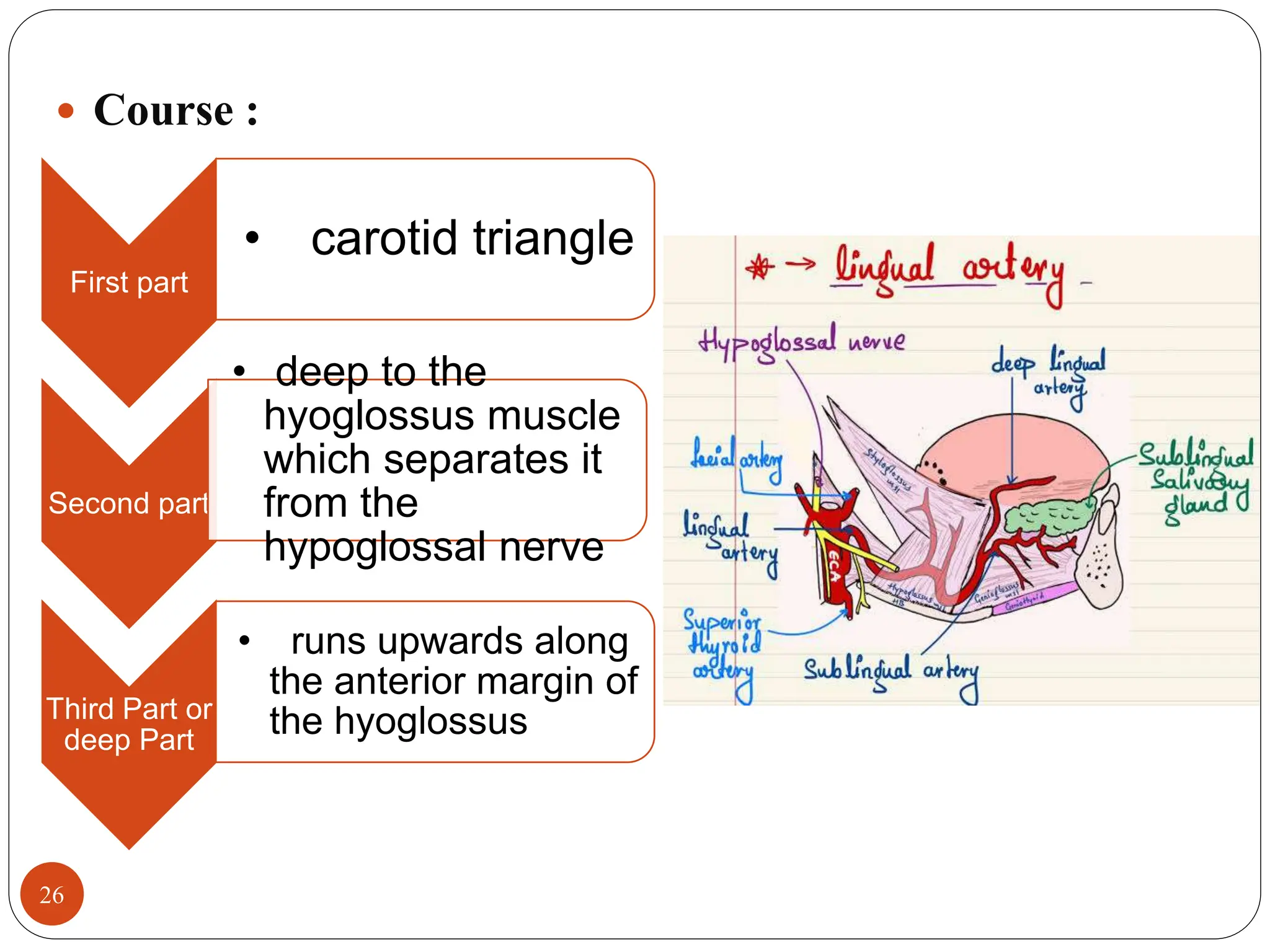 Anatomy of eca.pptx anatomy physiology and pharmacology | PPTX