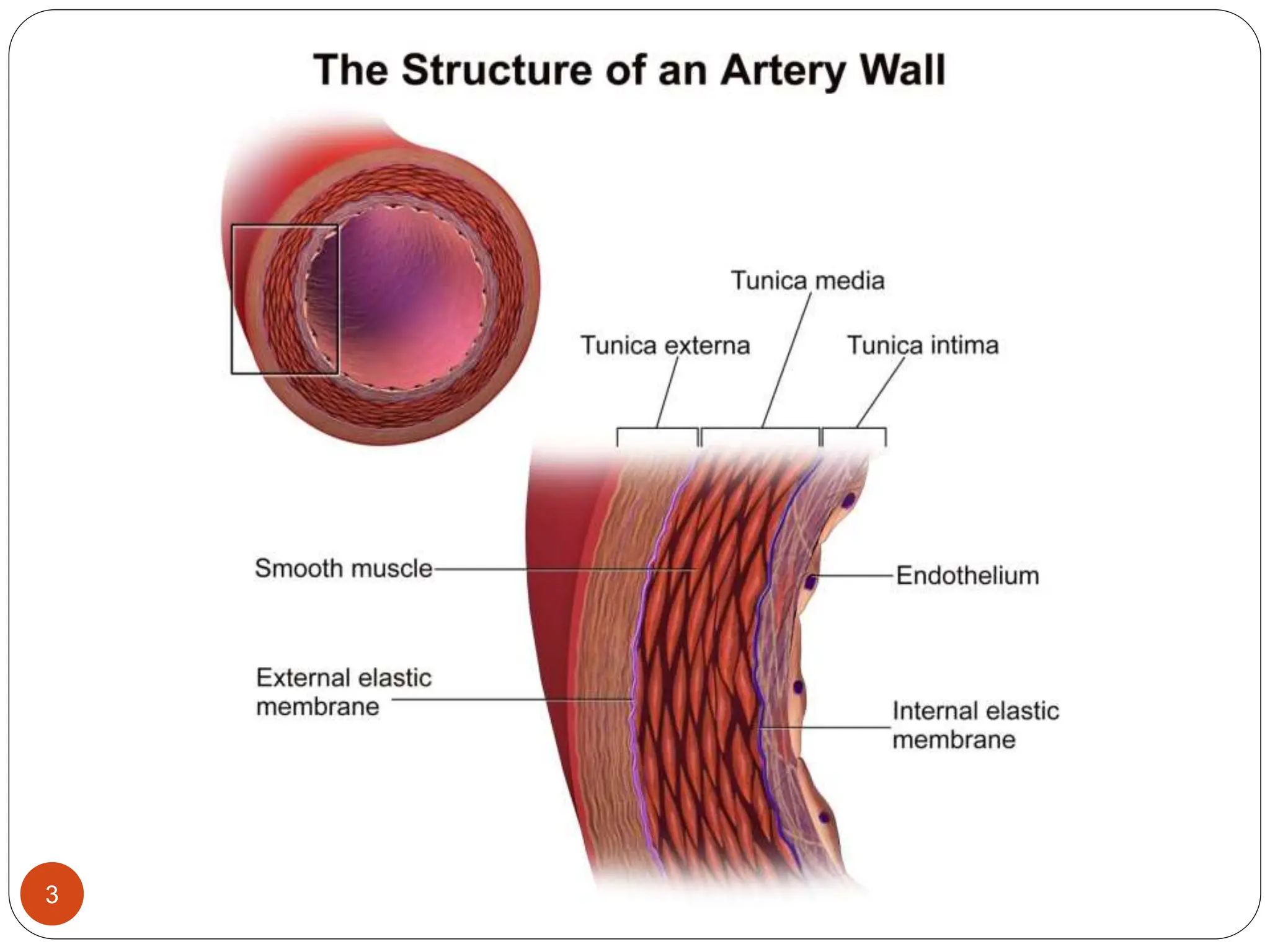 Anatomy of eca.pptx anatomy physiology and pharmacology | PPTX