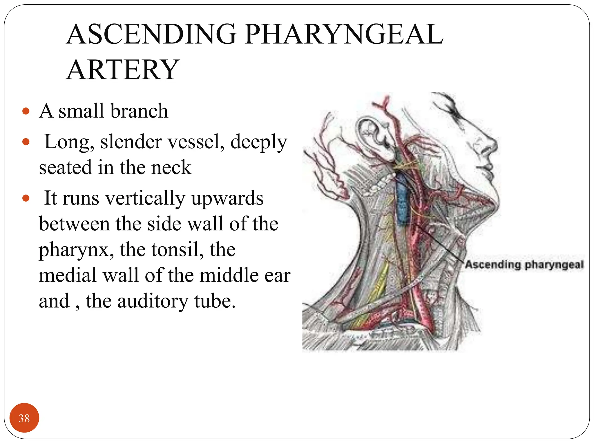 Anatomy of eca.pptx anatomy physiology and pharmacology | PPTX