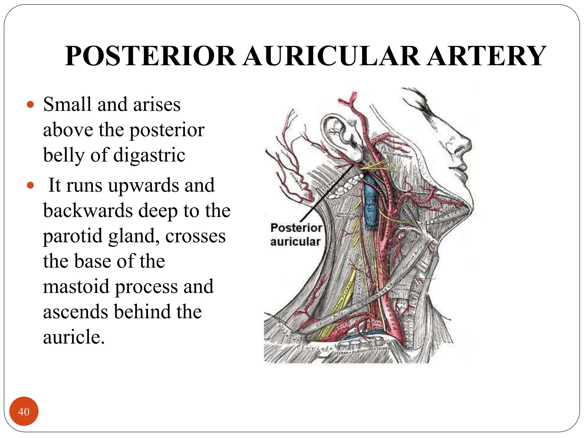 Anatomy of eca.pptx anatomy physiology and pharmacology | PPTX