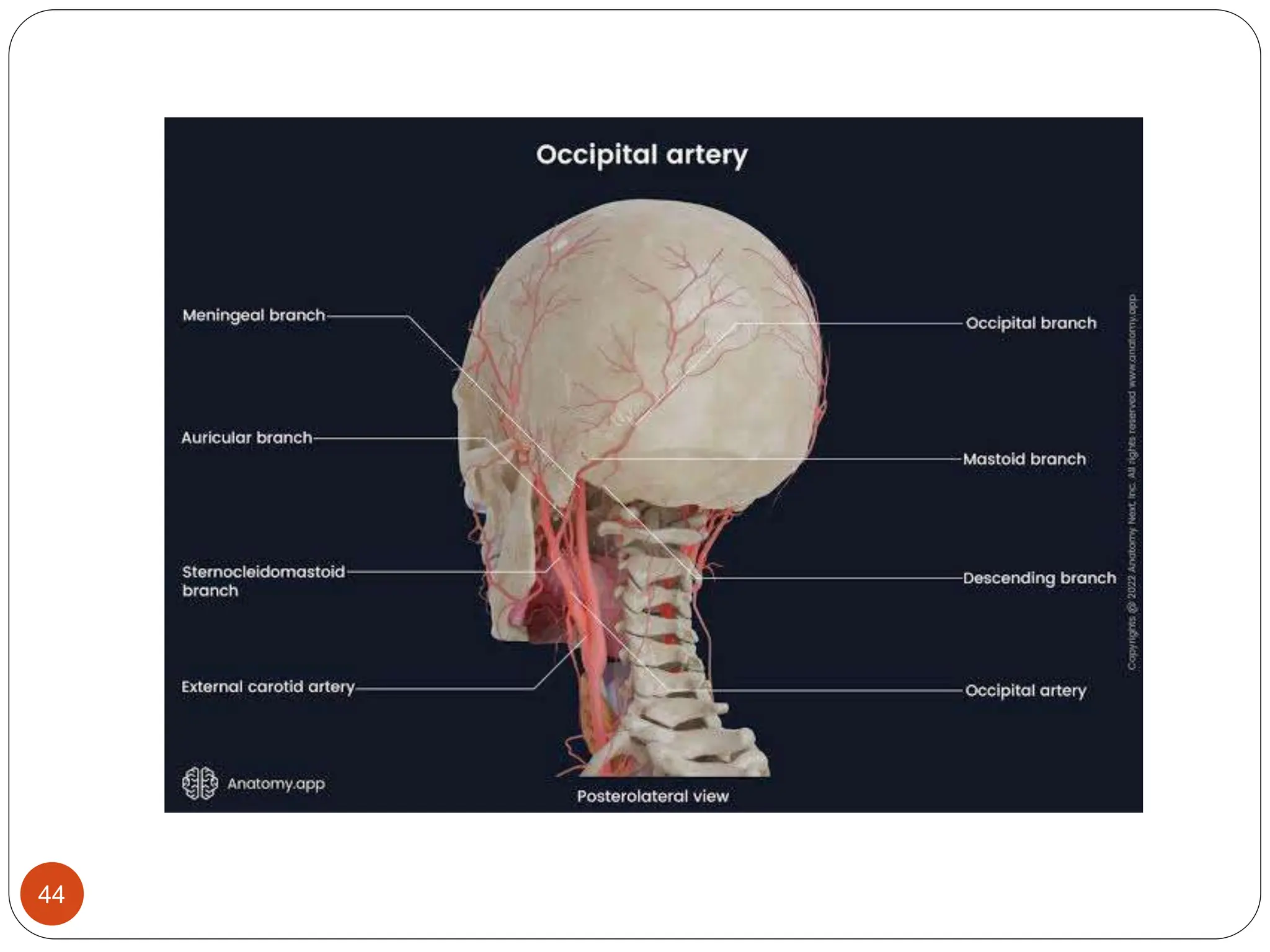 Anatomy of eca.pptx anatomy physiology and pharmacology | PPTX
