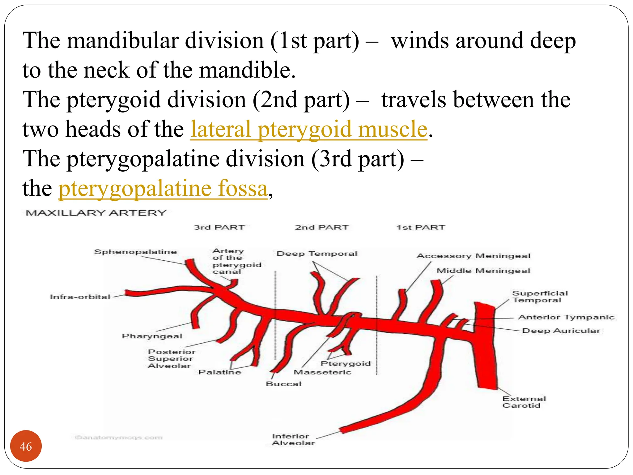 Anatomy of eca.pptx anatomy physiology and pharmacology | PPTX