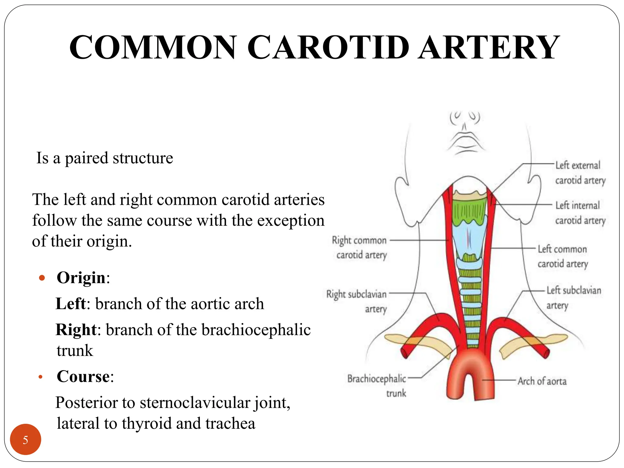 Anatomy of eca.pptx anatomy physiology and pharmacology | PPTX