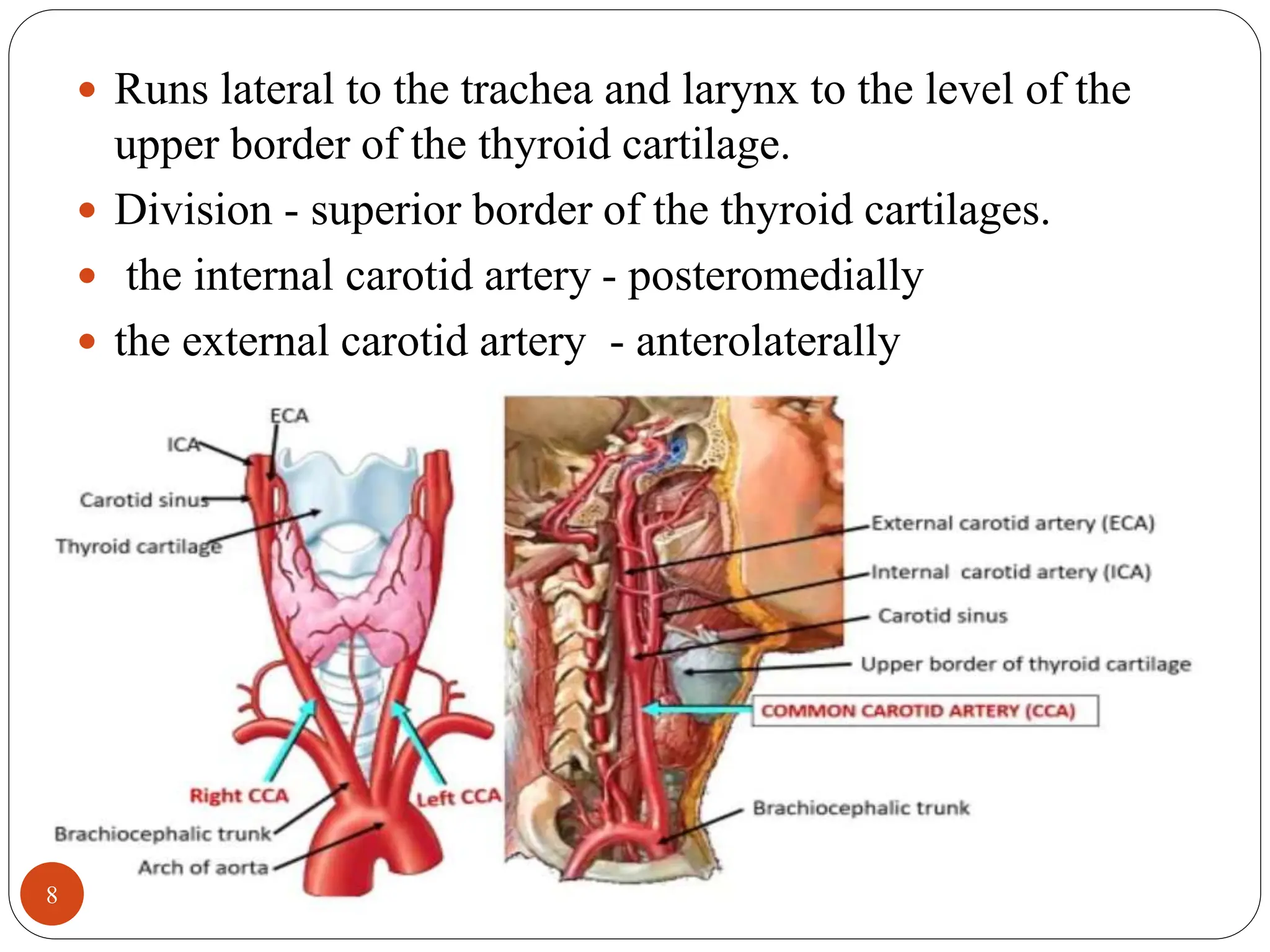 Anatomy of eca.pptx anatomy physiology and pharmacology | PPTX