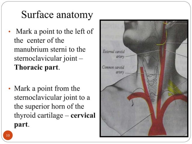 Anatomy of eca.pptx anatomy physiology and pharmacology | PPTX