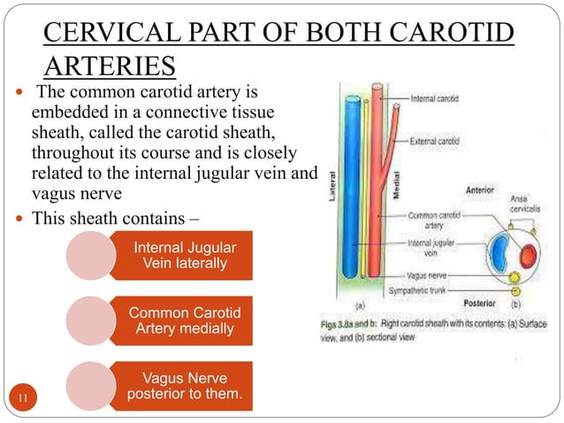 Anatomy of eca.pptx anatomy physiology and pharmacology | PPTX