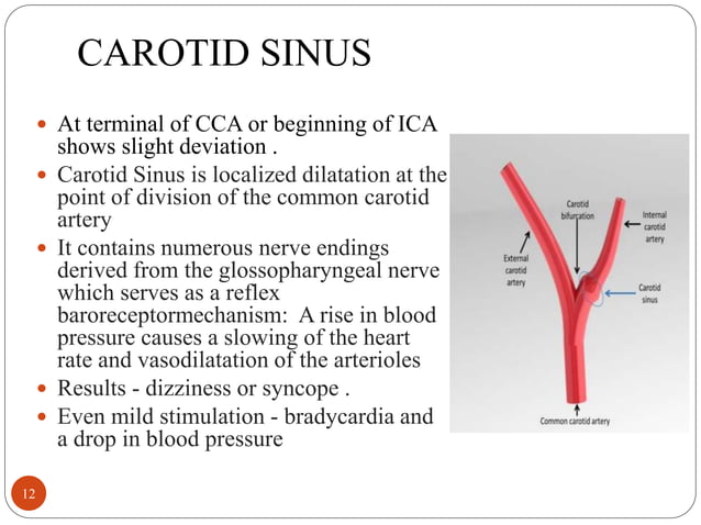 Anatomy of eca.pptx anatomy physiology and pharmacology | PPTX