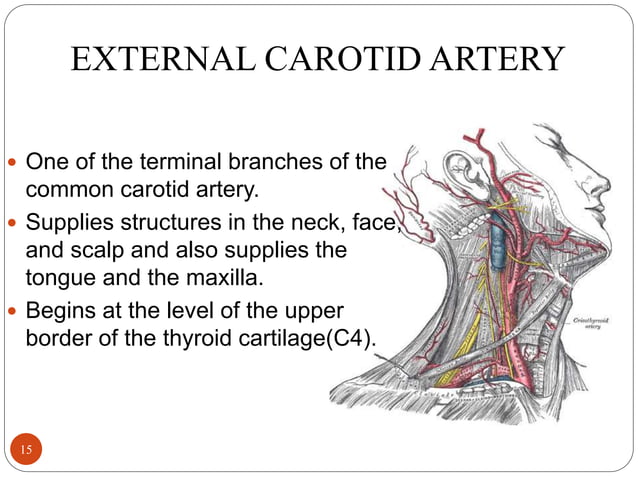Anatomy of eca.pptx anatomy physiology and pharmacology | PPTX