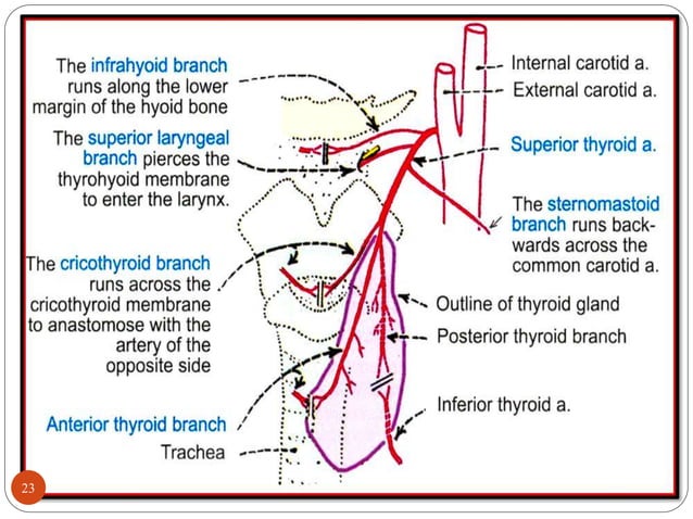 Anatomy of eca.pptx anatomy physiology and pharmacology | PPTX