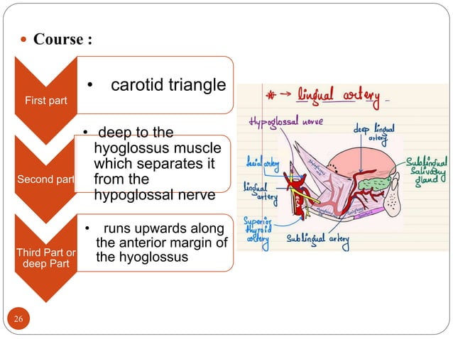 Anatomy of eca.pptx anatomy physiology and pharmacology | PPTX