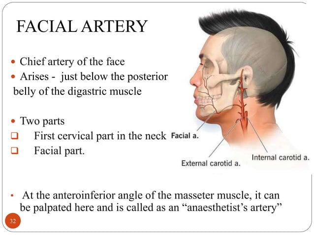 Anatomy of eca.pptx anatomy physiology and pharmacology | PPTX