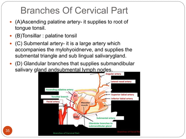 Anatomy of eca.pptx anatomy physiology and pharmacology | PPTX