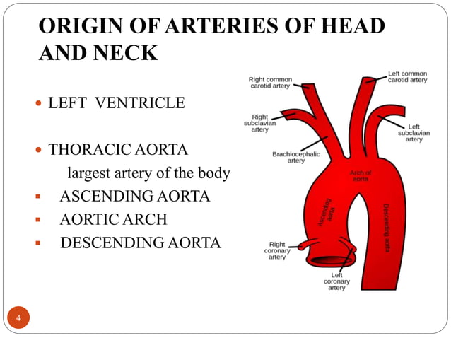 Anatomy of eca.pptx anatomy physiology and pharmacology | PPTX