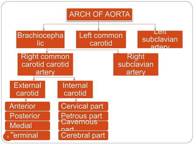Anatomy of eca.pptx anatomy physiology and pharmacology | PPTX