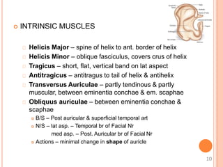 ANATOMY OF EXTERNAL EAR | PPTX
