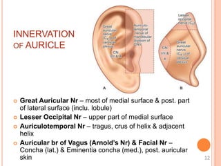 ANATOMY OF EXTERNAL EAR | PPTX