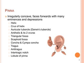 ANATOMY OF EXTERNAL EAR | PPTX