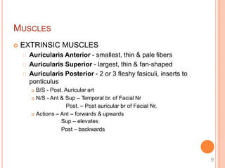 ANATOMY OF EXTERNAL EAR | PPTX