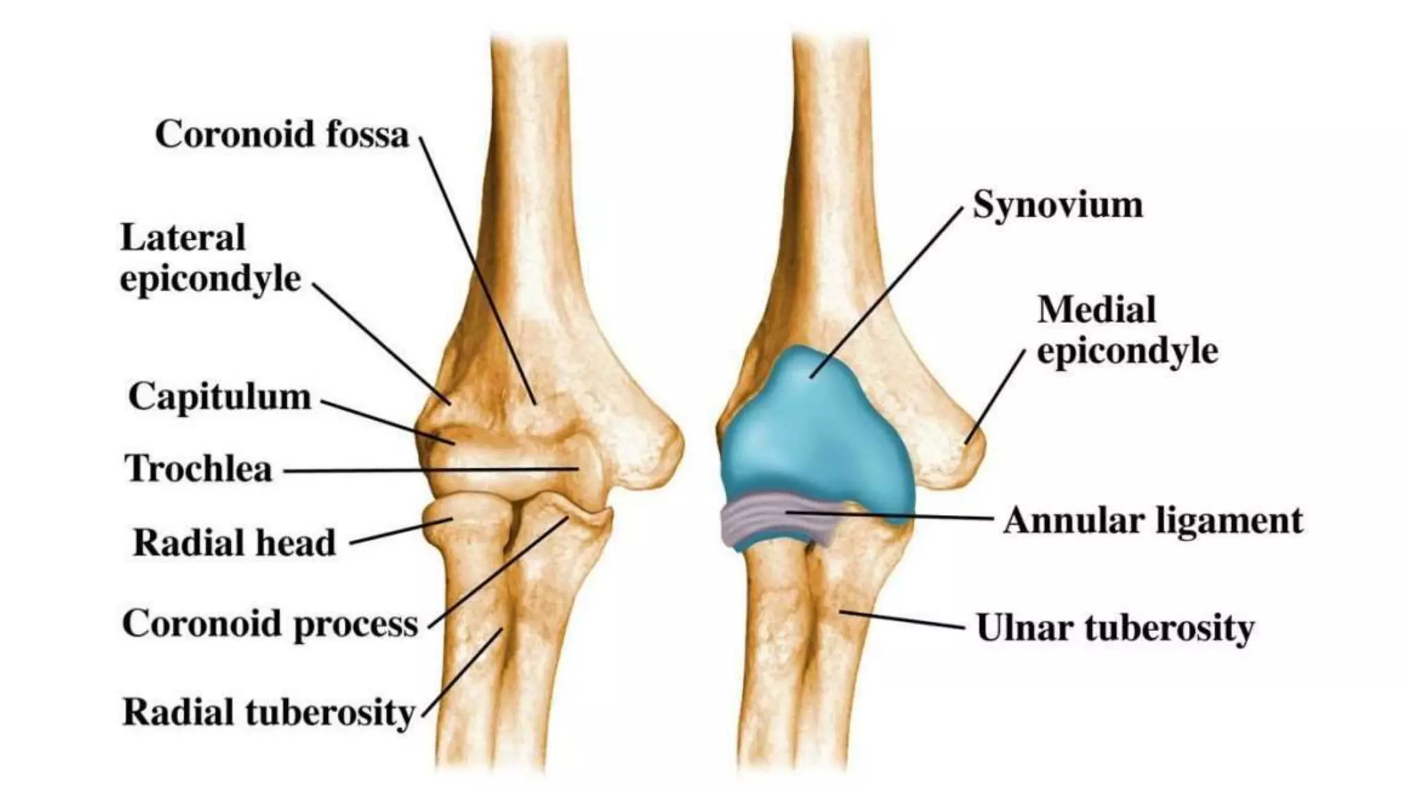 Anatomy of elbow and INTERCONDYLAR FRACTURE OF THE HUMERUS | PPTX