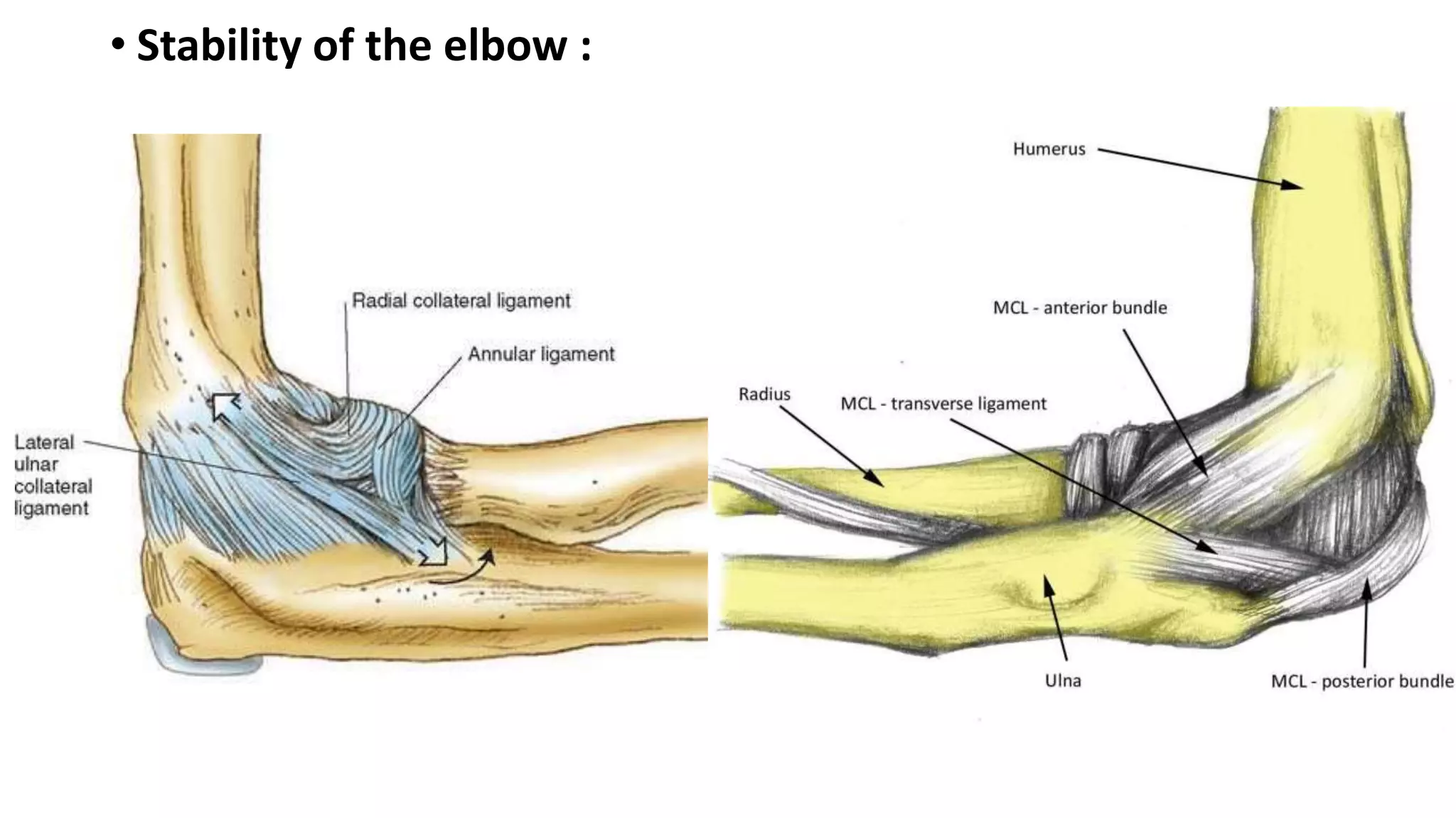 Anatomy of elbow and INTERCONDYLAR FRACTURE OF THE HUMERUS | PPTX