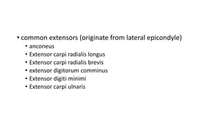 Anatomy of elbow and INTERCONDYLAR FRACTURE OF THE HUMERUS | PPTX