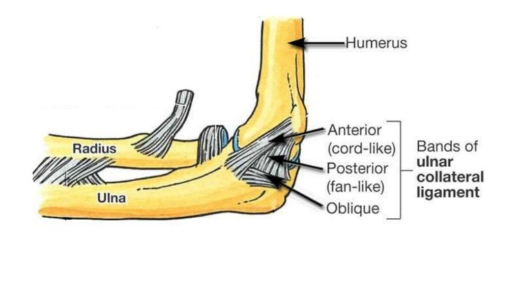 Anatomy of elbow and INTERCONDYLAR FRACTURE OF THE HUMERUS