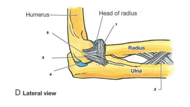 Intercondylar Extension Analysis Of Gender Differences In The