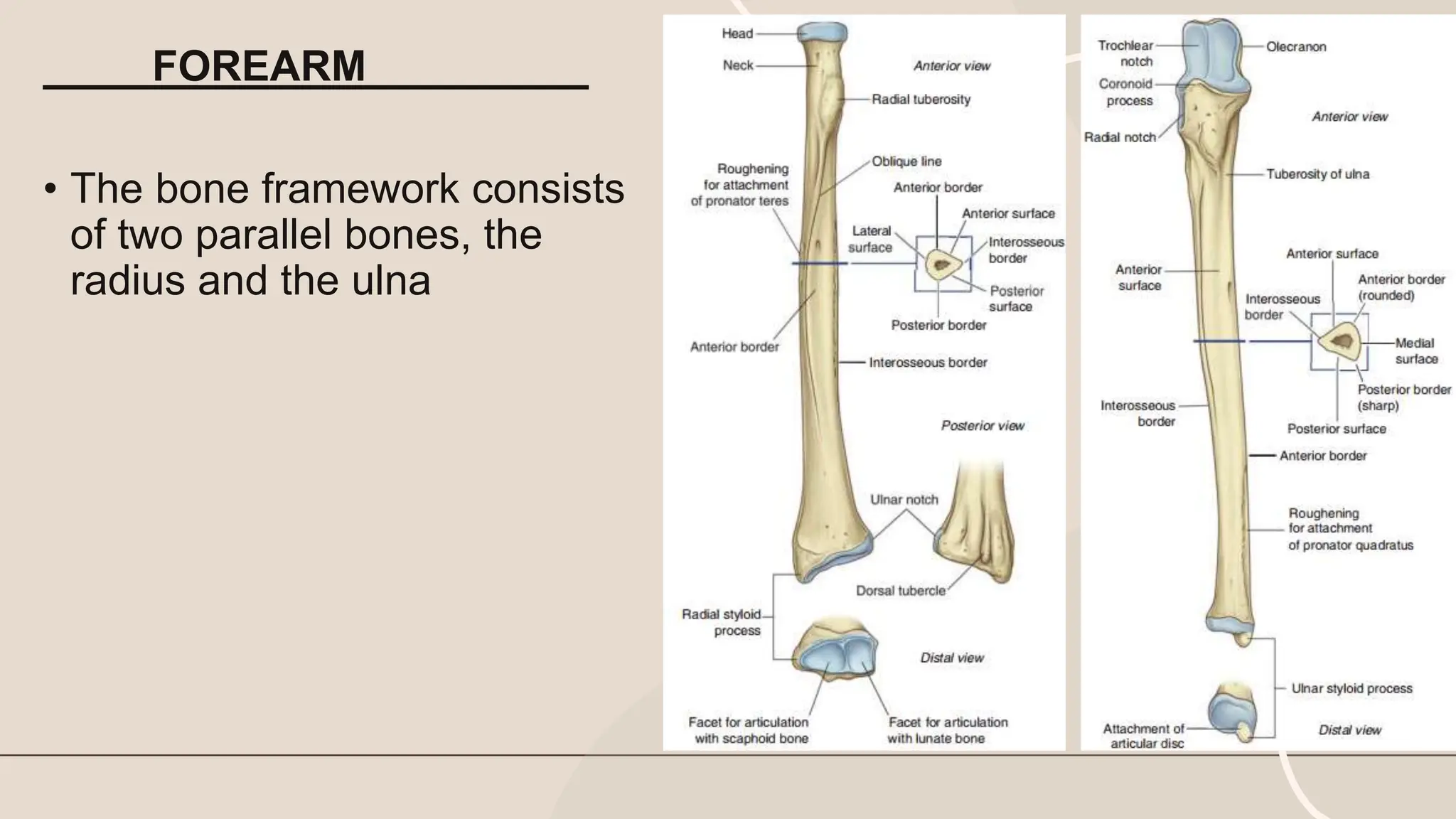 Anatomy of Elbow and Forearm.pptx