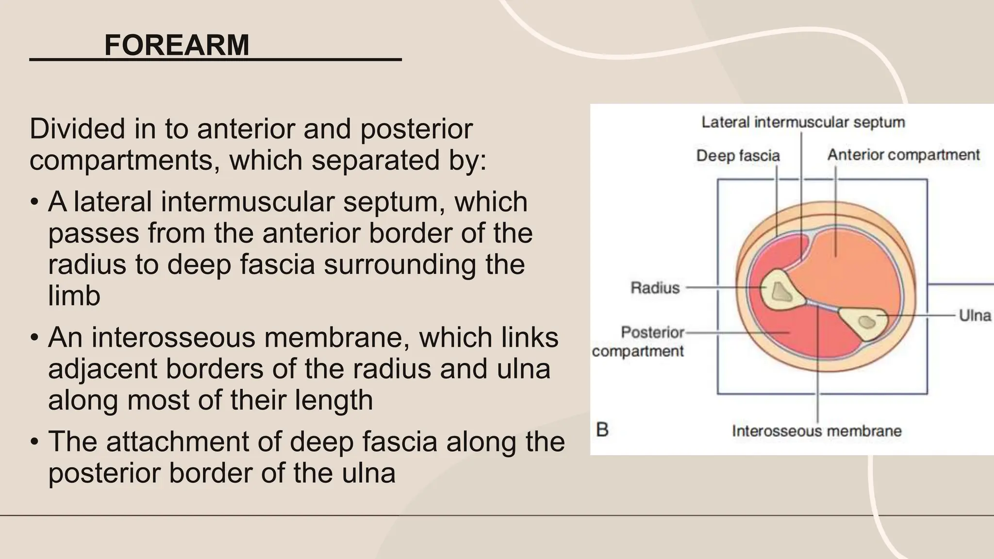 Anatomy of Elbow and Forearm.pptx