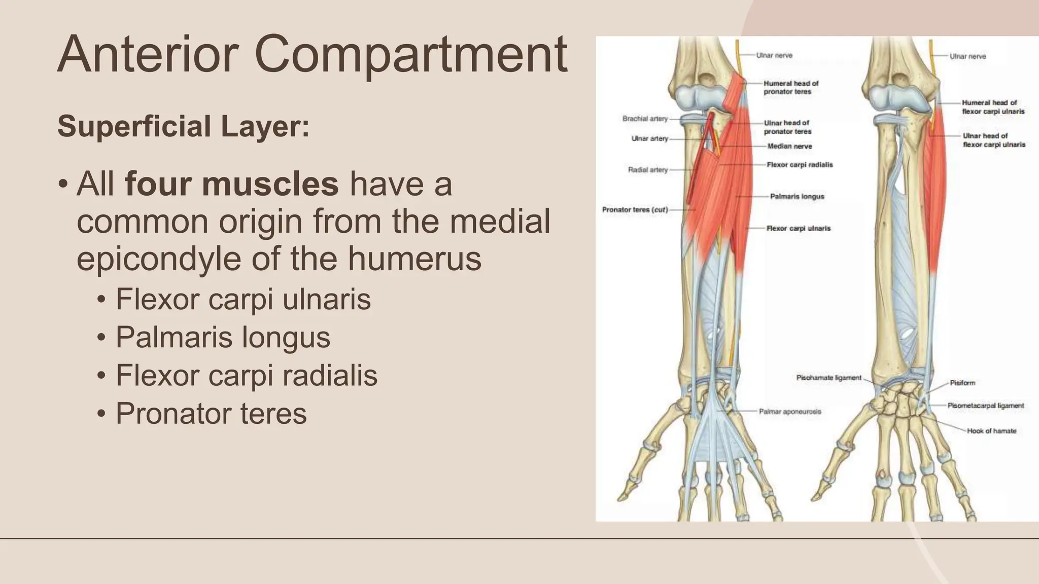 Anatomy of Elbow and Forearm.pptx