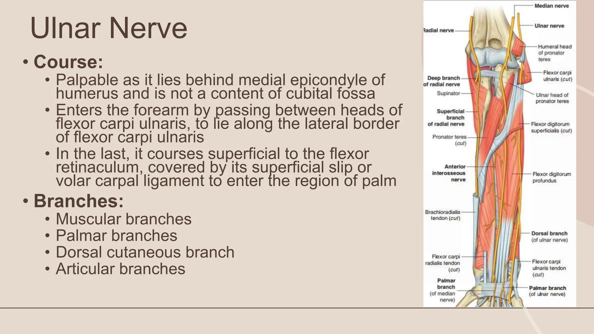 Anatomy of Elbow and Forearm.pptx