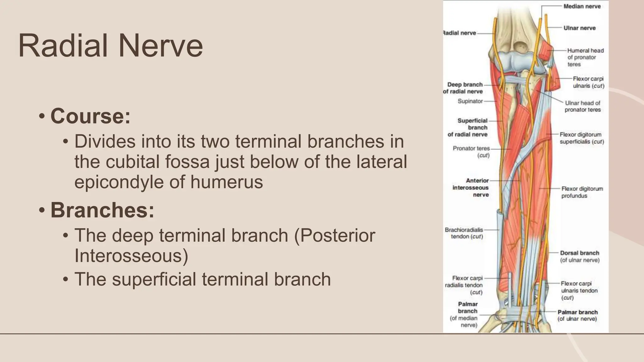 Anatomy of Elbow and Forearm.pptx