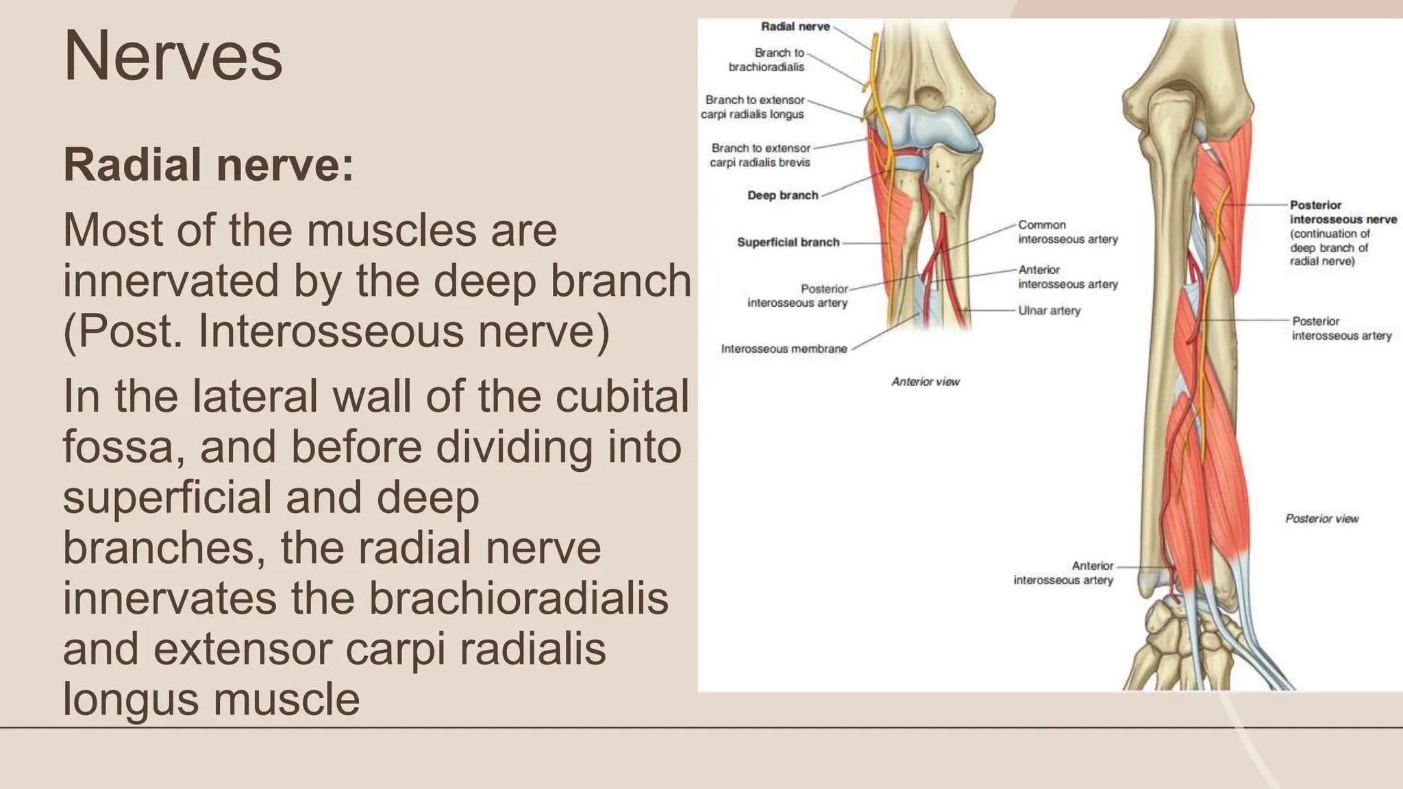 Anatomy of Elbow and Forearm.pptx