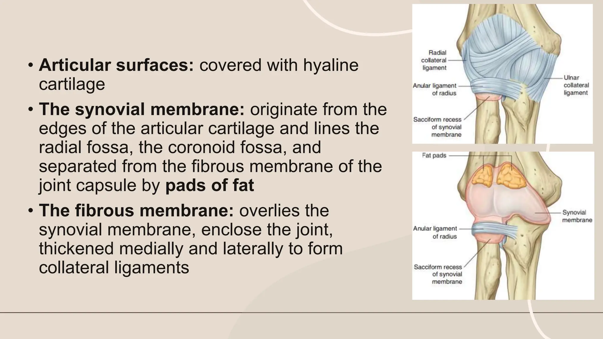 Anatomy of Elbow and Forearm.pptx