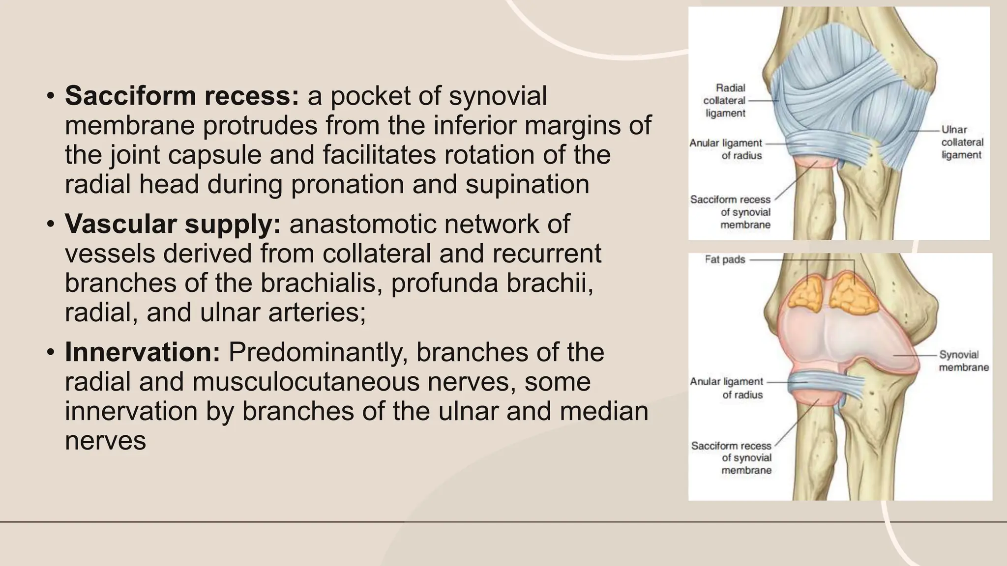Anatomy of Elbow and Forearm.pptx