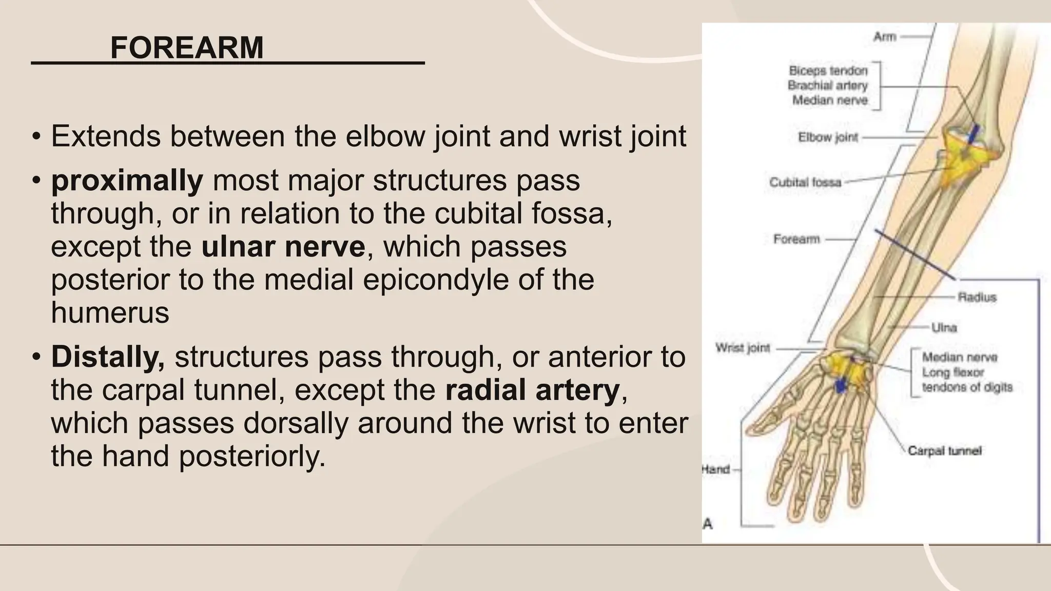 Anatomy of Elbow and Forearm.pptx