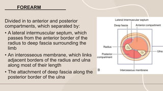 Anatomy of Elbow and Forearm.pptx