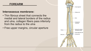 Anatomy of Elbow and Forearm.pptx