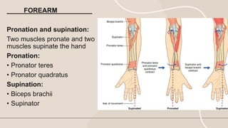 Anatomy of Elbow and Forearm.pptx