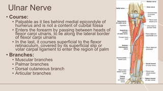 Anatomy of Elbow and Forearm.pptx