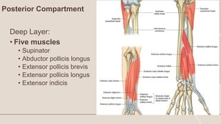 Anatomy of Elbow and Forearm.pptx